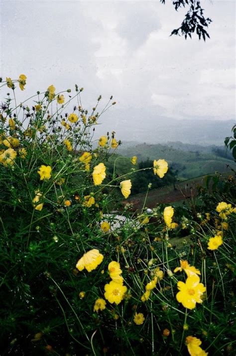 yellow cosmos in the rain phetchabun thailand se tumbex