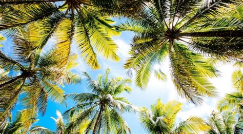 How To Remove A Palm Tree Stump Pro Tips From Duranchi Tree Experts