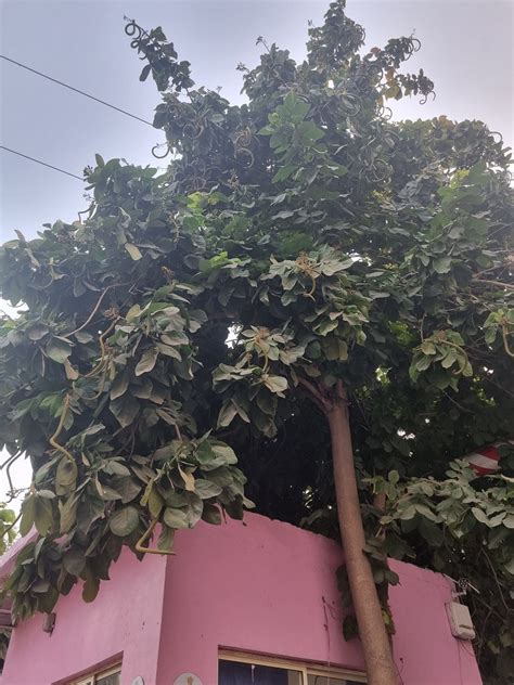 Species Identification Please Help Me Identify This Treefruit Is It