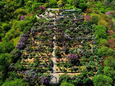 ციდან დანახული იასამნები ფოტოგრაფი ბადრი ვადაჭკორია დრონით გადაღებულ ფოტოებს აქვეყნებს Kalaki Ge
