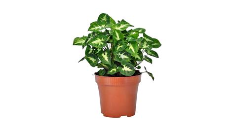 Syngonium Pixie Pot 12cm Piscopo Gardens Burmarrad Wolt