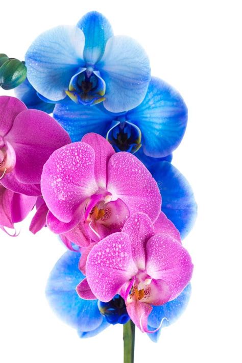 Orchid Pink Blue Flower With Water Drops Stock Illustration