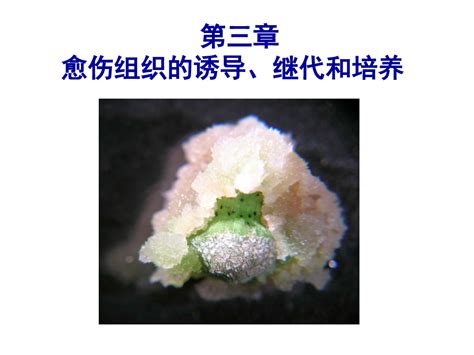 第三章愈伤组织诱导及分化调控word文档在线阅读与下载无忧文档 第三章愈伤组织诱导及分化调控word文档在线阅读与下载无忧文档