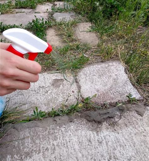 Средство для удаления травы с садовой дорожки: уксусная смесь даёт ...