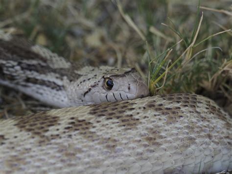 Gopher Snake Tucson Az Poor Guy Was Stuck In A Hole In My Yard But I Managed To Dig Him Out