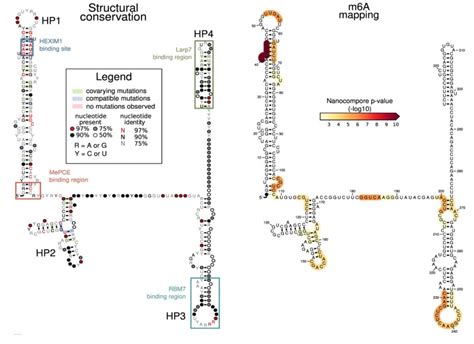 Detecting RNA Modifications Gurdon Institute