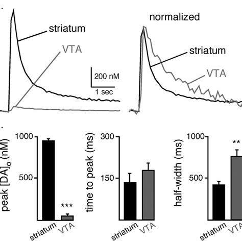 Dopamine Ipscs In The Vta And Snc Are Similar Despite A Greater Download Scientific Diagram