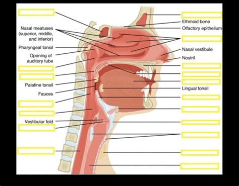 Pharynx Larynx Diagram Quizlet