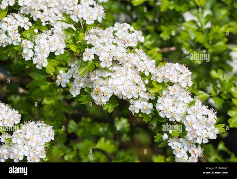Hawthorn Tree Flowers