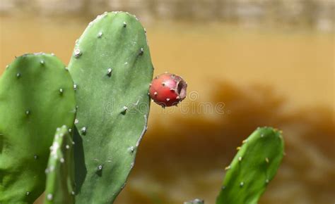 Eastern Prickly Pear Cactus Growing In Vietnam Stock Image Image Of