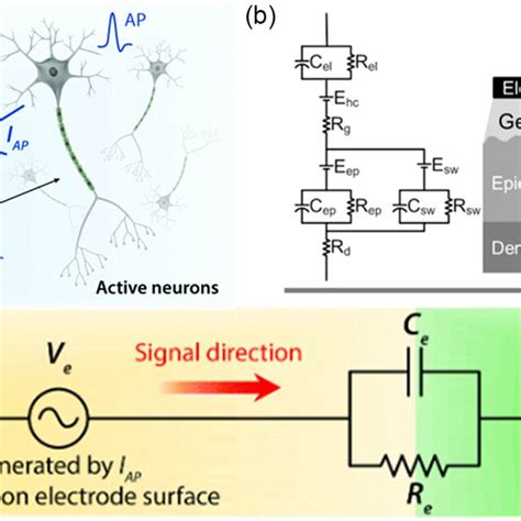 Bioelectronic Activity On Tissue Electrode Interface A Schematic