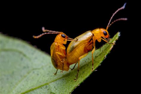 樟叶甲 樟树叶 第4页 大山谷图库
