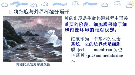 31 细胞膜的结构和功能 2课时 人教版2019高中生物必修一课件共35张ppt21世纪教育网 二一教育