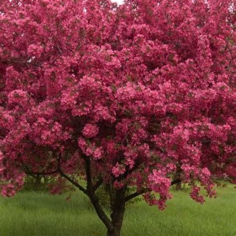 Prairifire Red Flowering Crabapple Best Flower Site