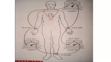 Physiology Electrocardiography Ecg Pdf