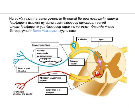 сэрэмтгий эсийн физиологи Ppt