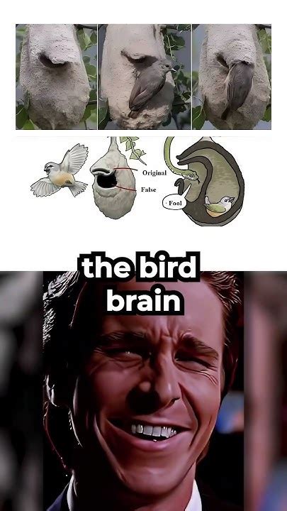 The Bird Brain Youtube