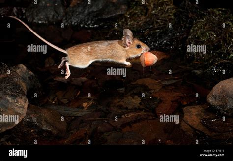 Jumping Mouse Hi Res Stock Photography And Images Alamy