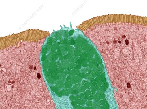 Goblet Cell Tem Stock Image C0132310 Science Photo Library