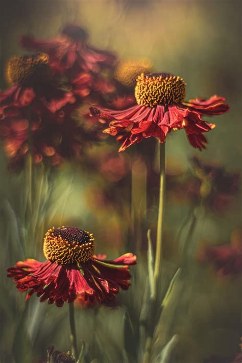 Floral Photography Art Pretty Flowers Photography Sacred Garden