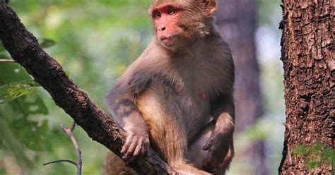 How Status Sticks To Genes Duke Department Of Biostatistics And
