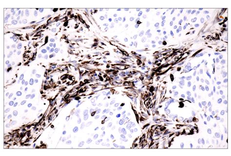 Signalstain® Deep Black Peroxidase Substrate Kit Cell Signaling