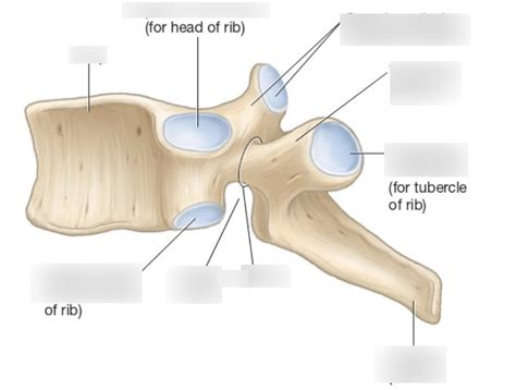 Thoracic Vertebrae Diagram Quizlet Thoracic Vertebrae Diagram Quizlet