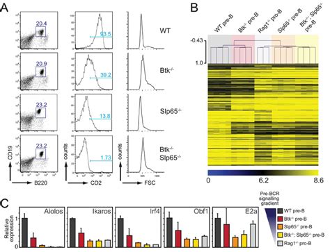 Gene Expression Profiling Strategy For The Identification Of Genes Download Scientific Diagram