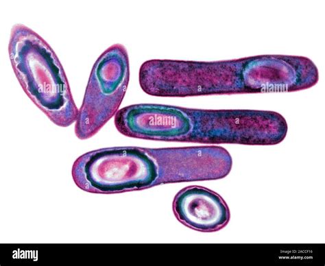 Clostridium Difficile Drug Resistant Bacteria Coloured Transmission