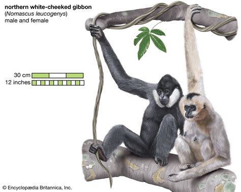 Primate Definition Species Characteristics Classification