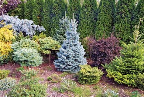 Хвойные декоративные деревья Хвойные