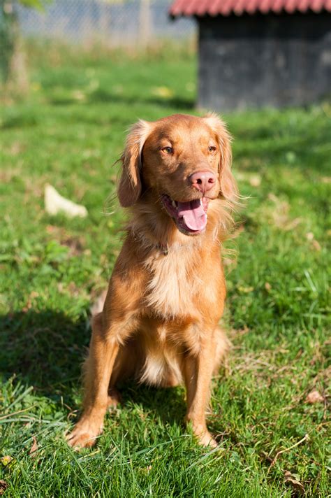 Apagi Kiko Chien Epagneul X Cocker Anglais à La Robe Golden