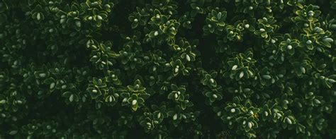 7 Essential Boxwood Shrub Propagation Methods For Home Gardeners Muse