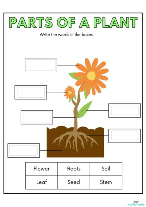2nd Grade April Plant 4 Th Level Interactive Worksheet Topworksheets