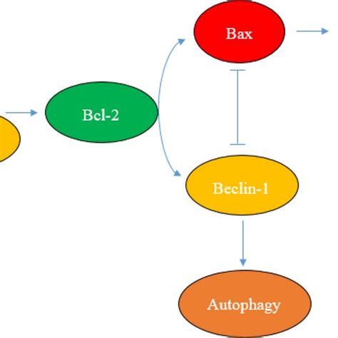 The Interaction Of Bcl 2 With Beclin 1 And Bax Can Inhibit Cell Download Scientific Diagram