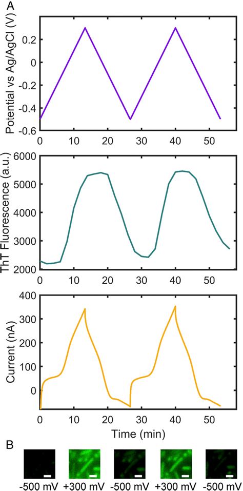 Figure 3 From Spatiotemporal Mapping Of Bacterial Membrane Potential Responses To Extracellular