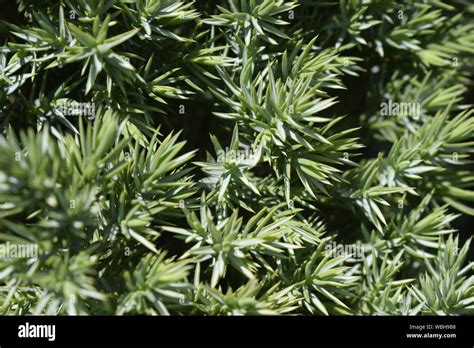 Juniper Tree Branch Texture Green Needle Background Bush Is Evergreen