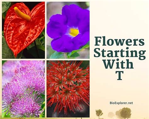 Flowers Starting With T T Flowers Flower Names Begin With T