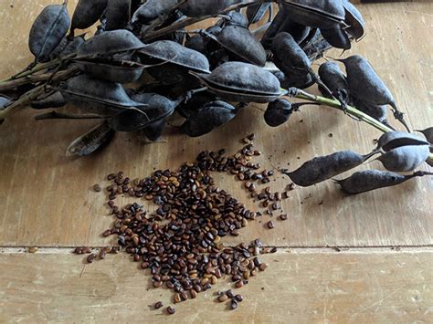 How To Harvest And Grow Blue Indigo Seeds Seed Pod With Black Seeds