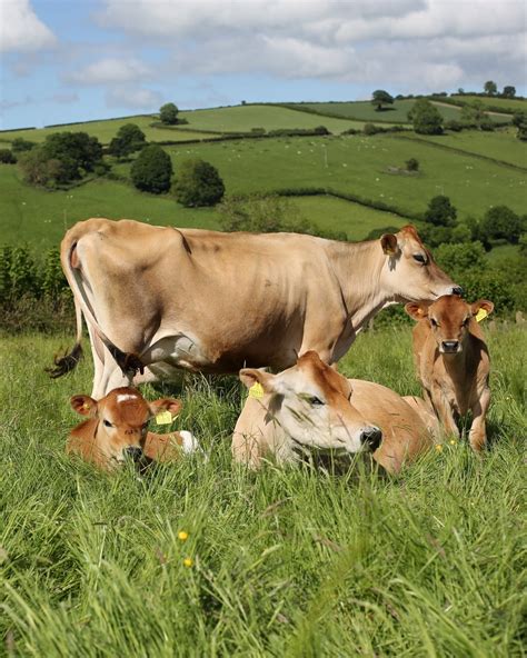 Calves Cows