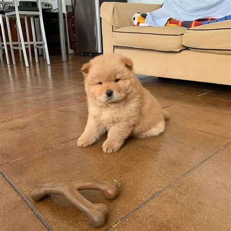 Available Mini Chow Chow For Sale Cameo Mini Service Pups
