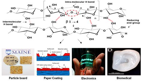 Cellulose Nanomaterials—binding Properties And Applications A Review