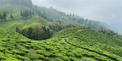 1st Flush 2025 Darjeeling Tea Tea Emporium
