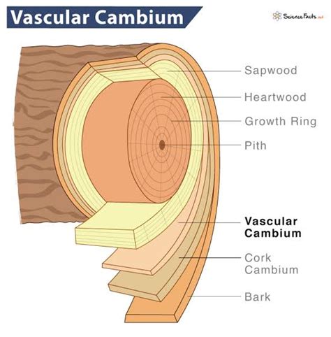 Formation Of Secondary Xylem Wood And Secondary Phloem Classnotesng