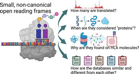 What Can Ribo Seq And Proteomics Tell Us About The Non Canonical
