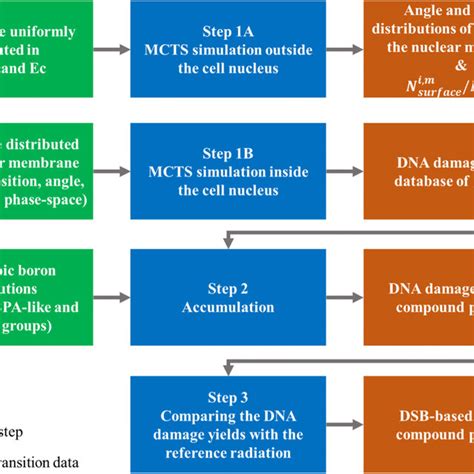 Schematic Diagram Of The Mcts Simulation And Analysis Process Download Scientific Diagram