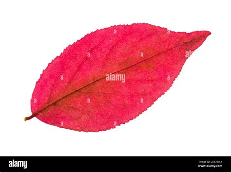 Autumn Pink Leaf Of Euonymus Plant Isolated On White Background Stock