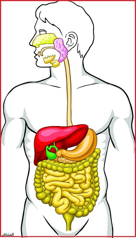 ملخص درس الجهاز الهضمي المستوى الخامس Pdf Apparato Digerente Corpo