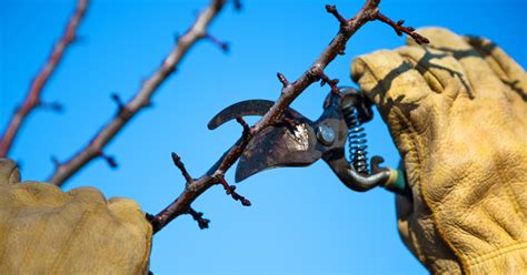 What Is The Difference Between Tree Trimming And Pruning Especially In Victoria BC Anchor