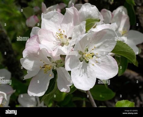 What Does An Apple Tree Blossom Look Like At Gemma Adcock Blog